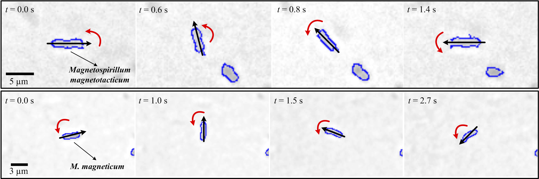 Control characteristics of magnetotactic bacteria: Magnetospirillum ...
