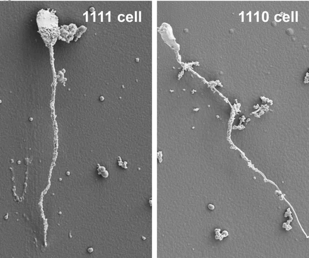 Soft microrobotics - Surgical Robotics Lab