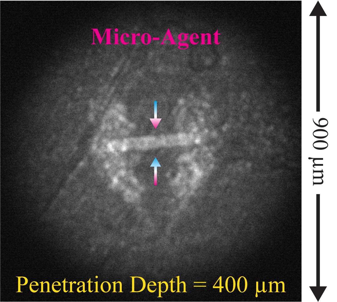 Two-photon microscopy for microrobotics: Visualization of micro-agents ...